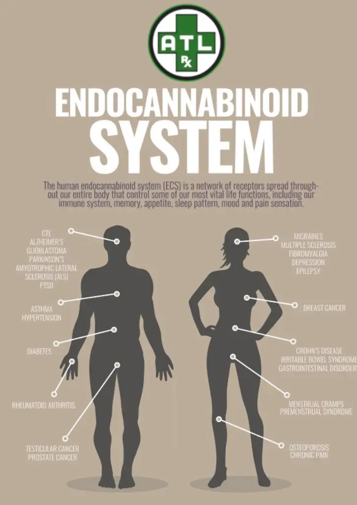 Endocannabinoid System: The Complete Guide - ATLRx